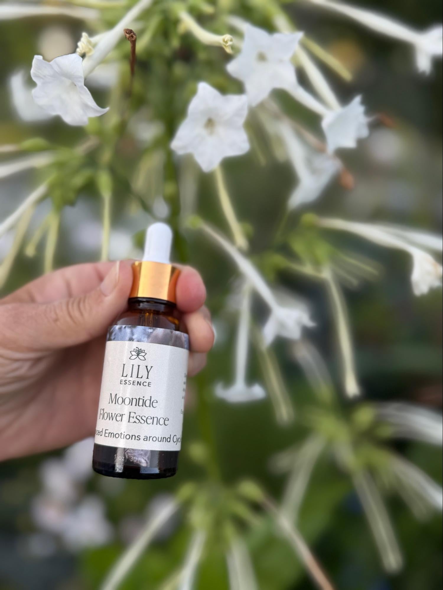 Moontide Flower Essence – Lily Essence