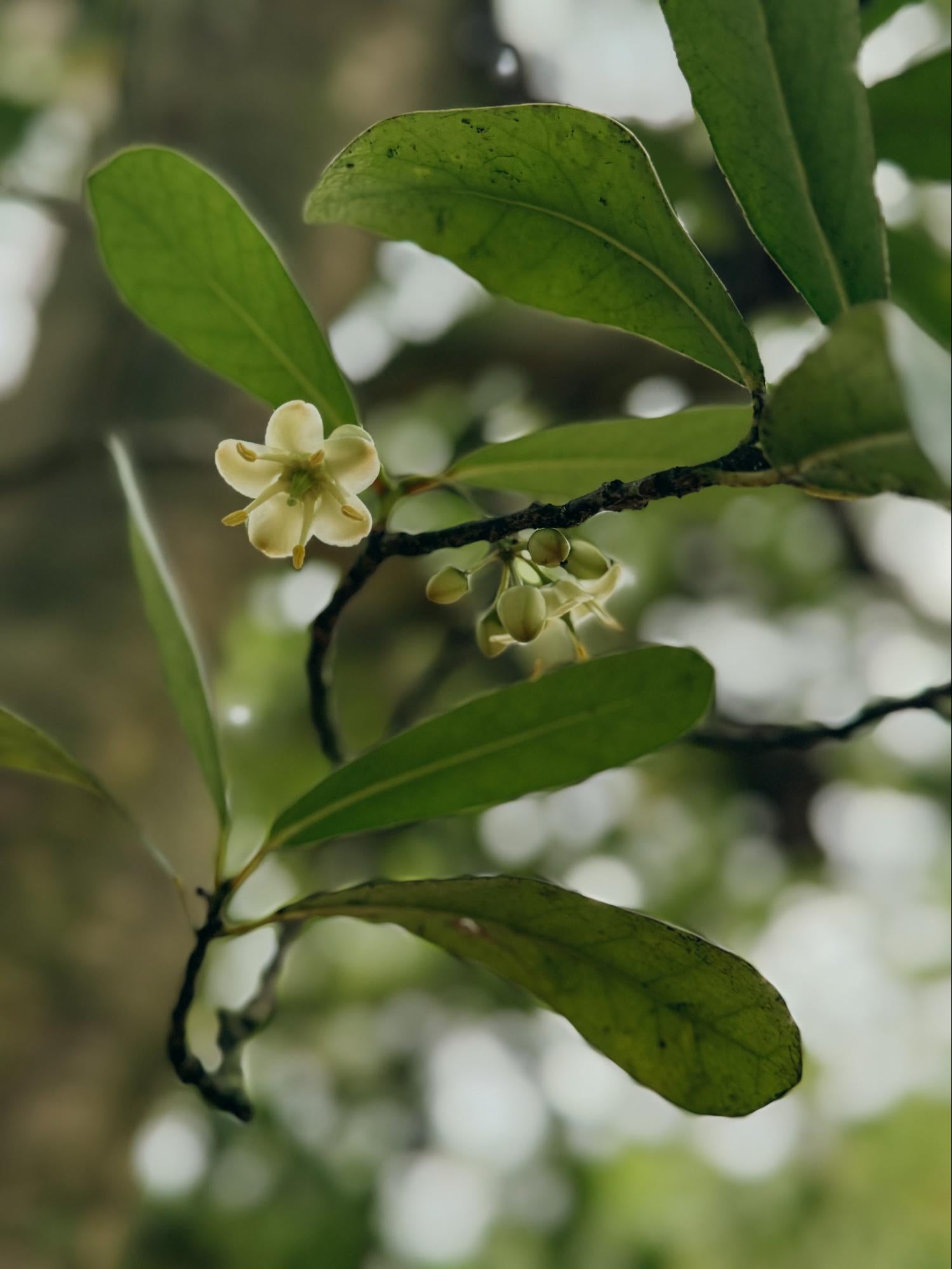 Brexia Flower Essence – Lily Essence